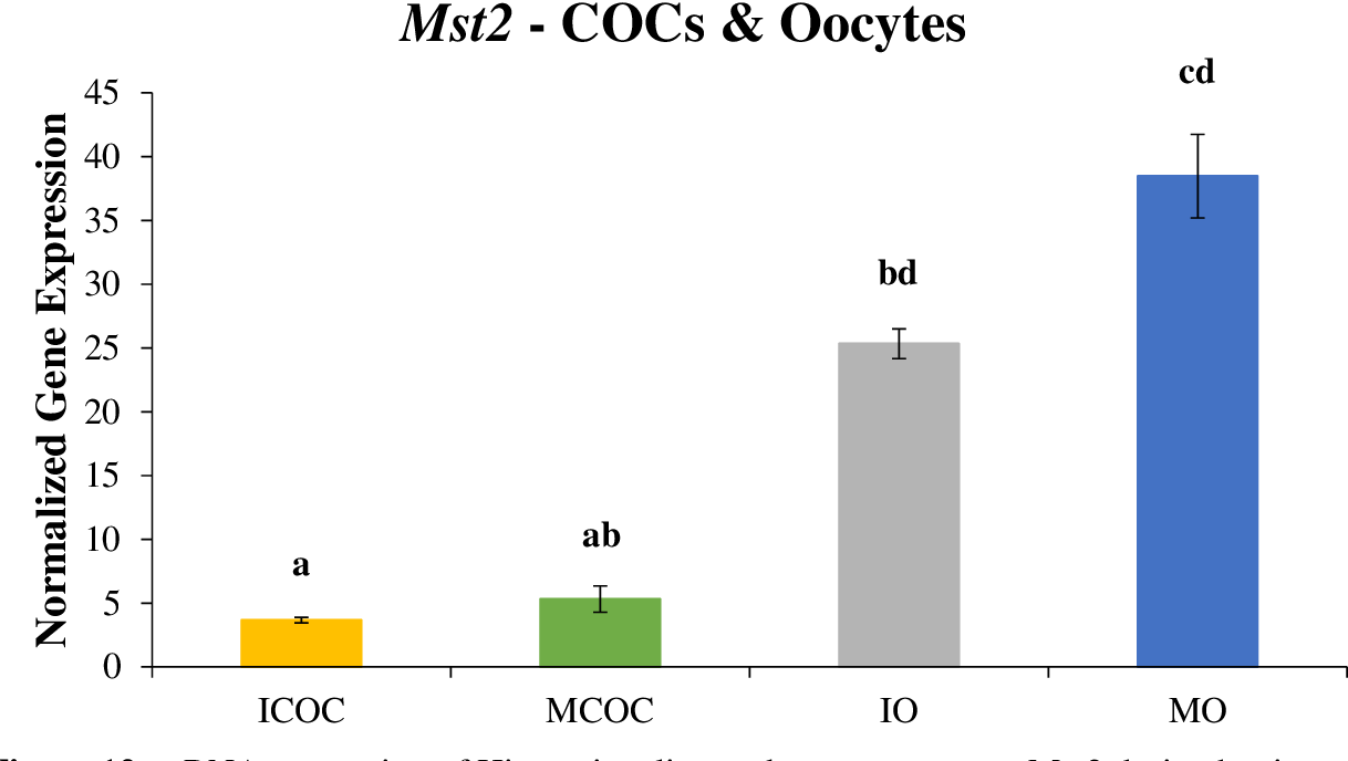 Figure 1 From Role Of Hippo Signaling Pathway During Bovine Oocyte