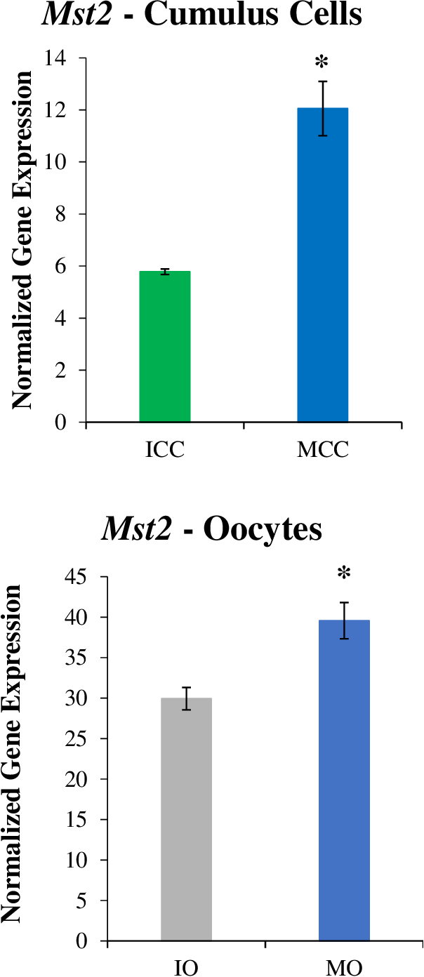 Figure 1 From Role Of Hippo Signaling Pathway During Bovine Oocyte