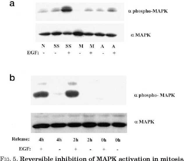 Pdf Raf 1mekmapk Pathway Is Necessary For The G2m Transition