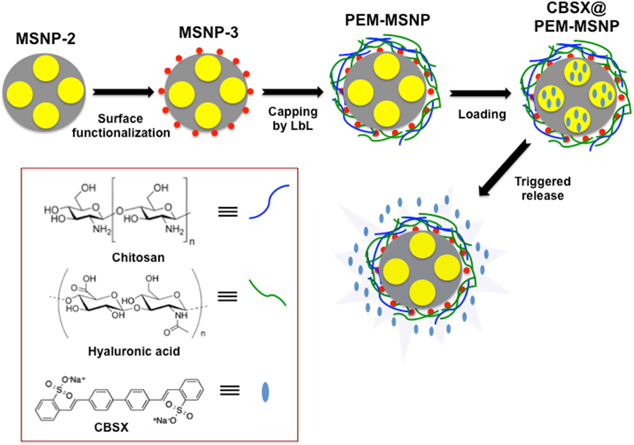 Layer By Layer Hyaluronic Acidchitosan Polyelectrolyte Coated