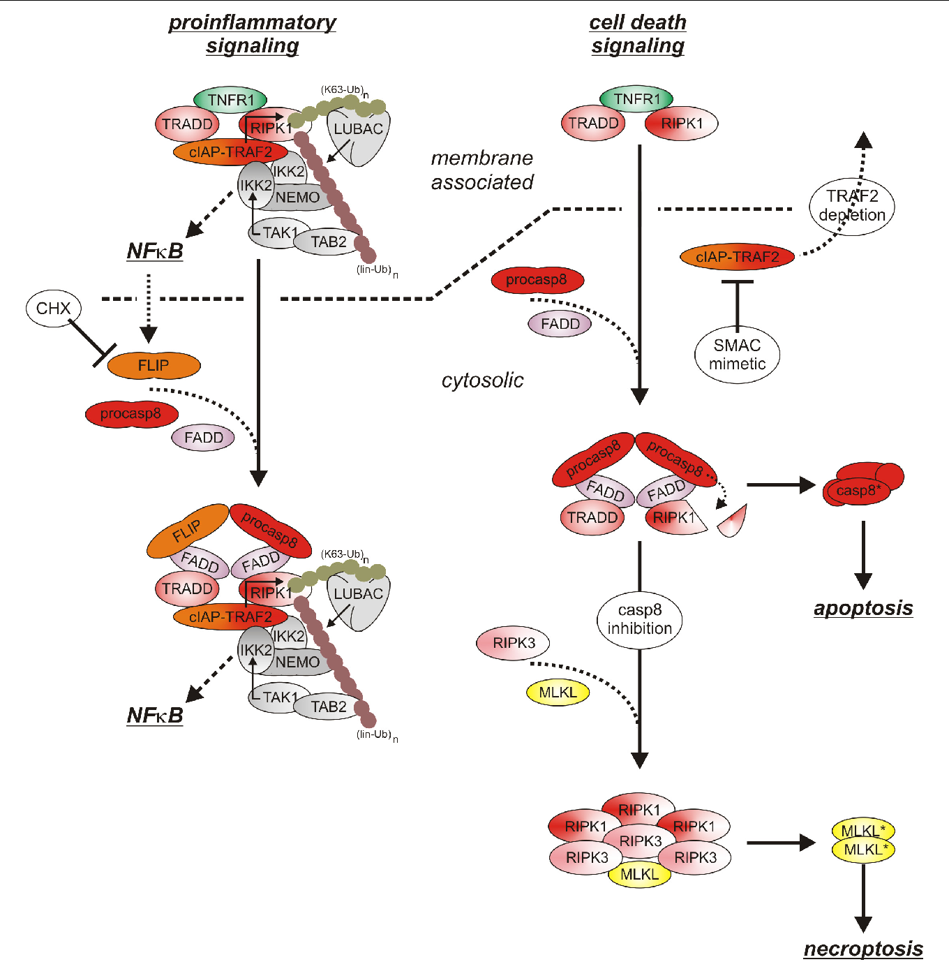 Figure 1 From Tnfr1 And Tnfr2 In The Control Of The Life And Death