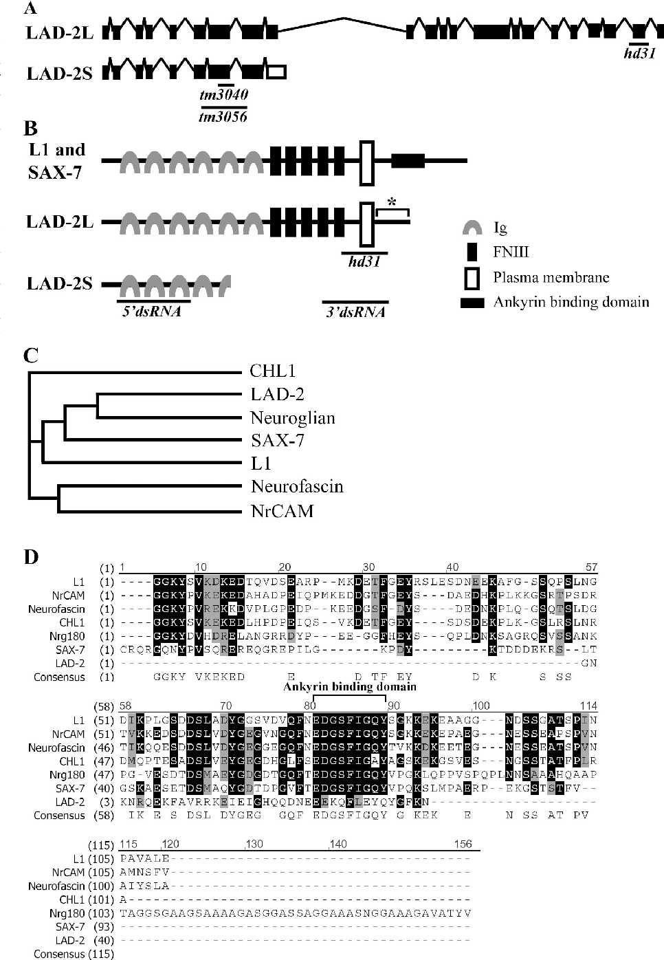 Figure 1 From The C Elegans L1cam Homologue Lad 2 Functions As A