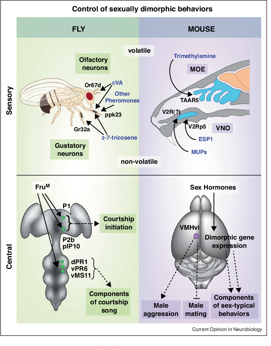 Figure 1 From Neural Control Of Sexually Dimorphic Behaviors Semantic