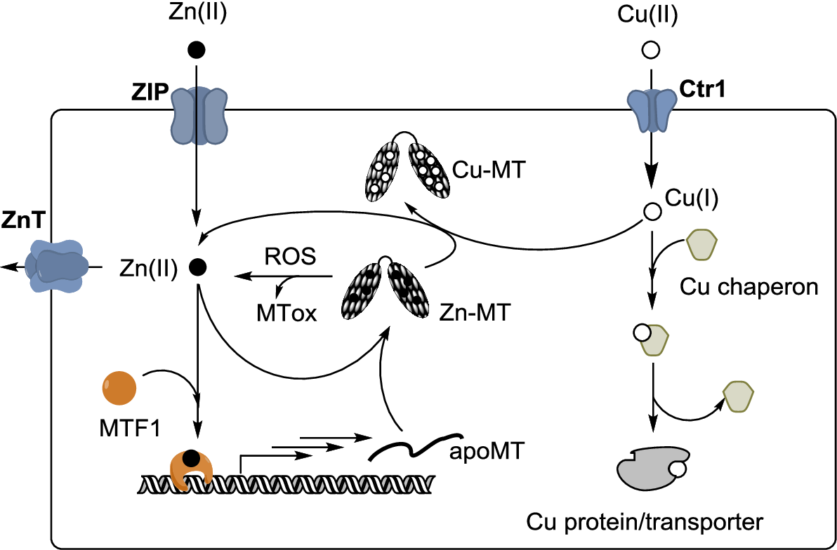 Figure 1 From Chemistry Of Mammalian Metallothioneins And Their