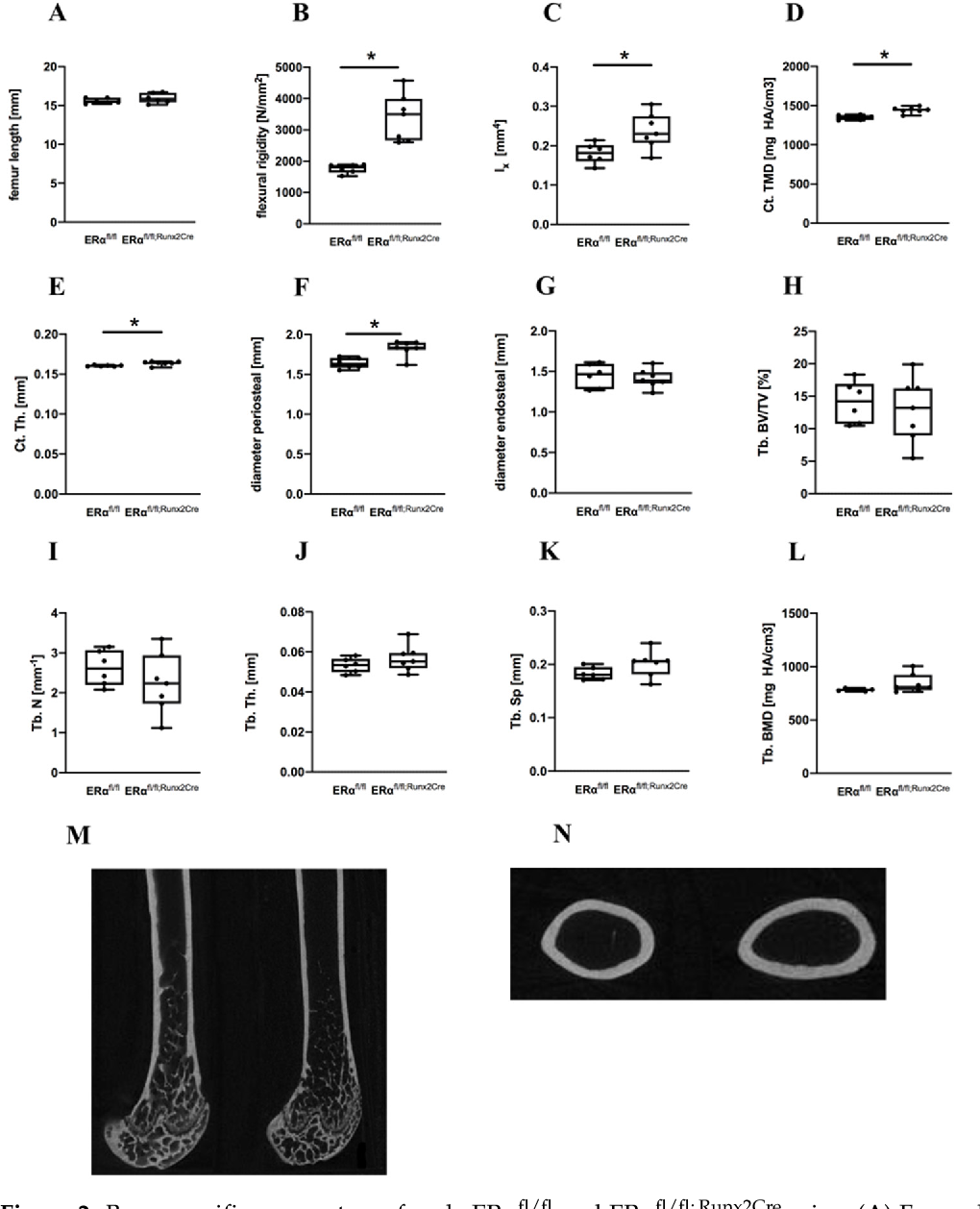 Figure 1 From Bone Mass And Osteoblast Activity Are Sex Dependent In