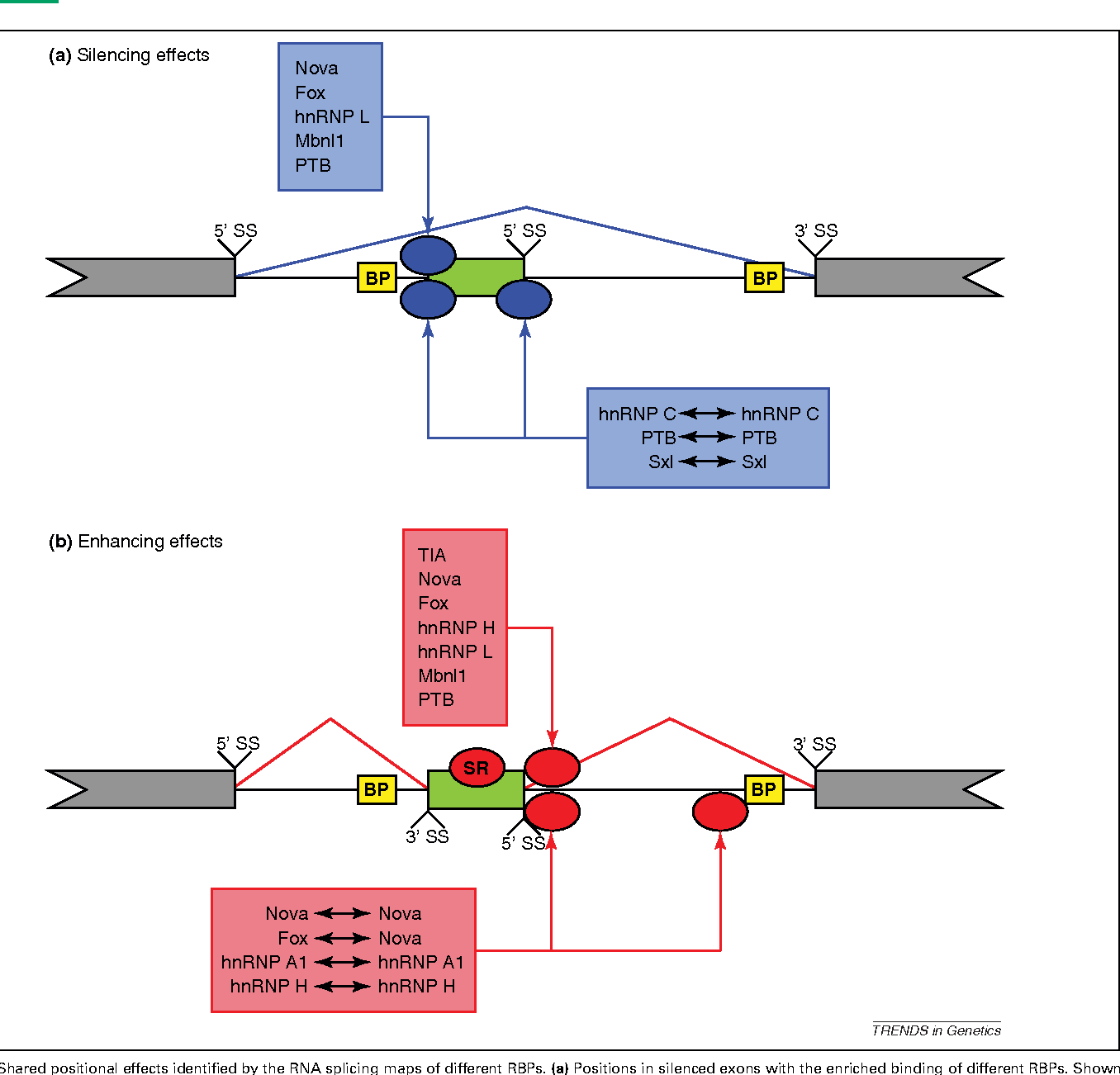 Figure 2 From Understanding Splicing Regulation Through Rna Splicing