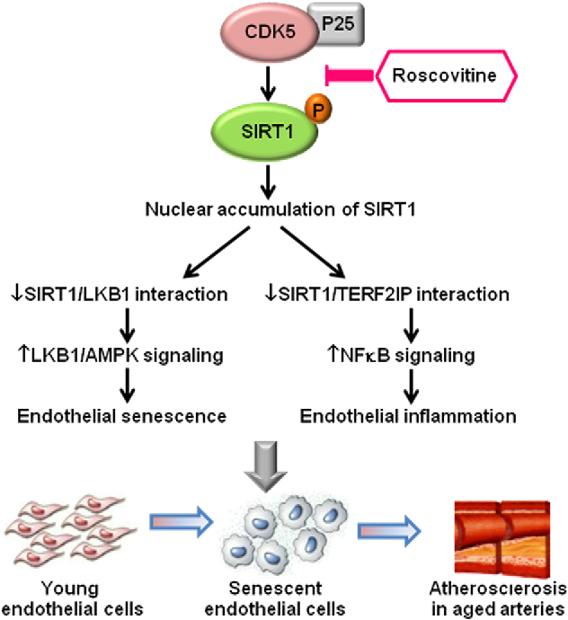 Loss Of Sirt1 Function During Vascular Ageing Hyperphosphorylation