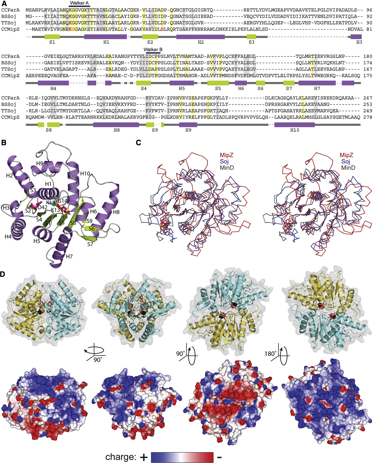 Figure 1 From Localized Dimerization And Nucleoid Binding Drive