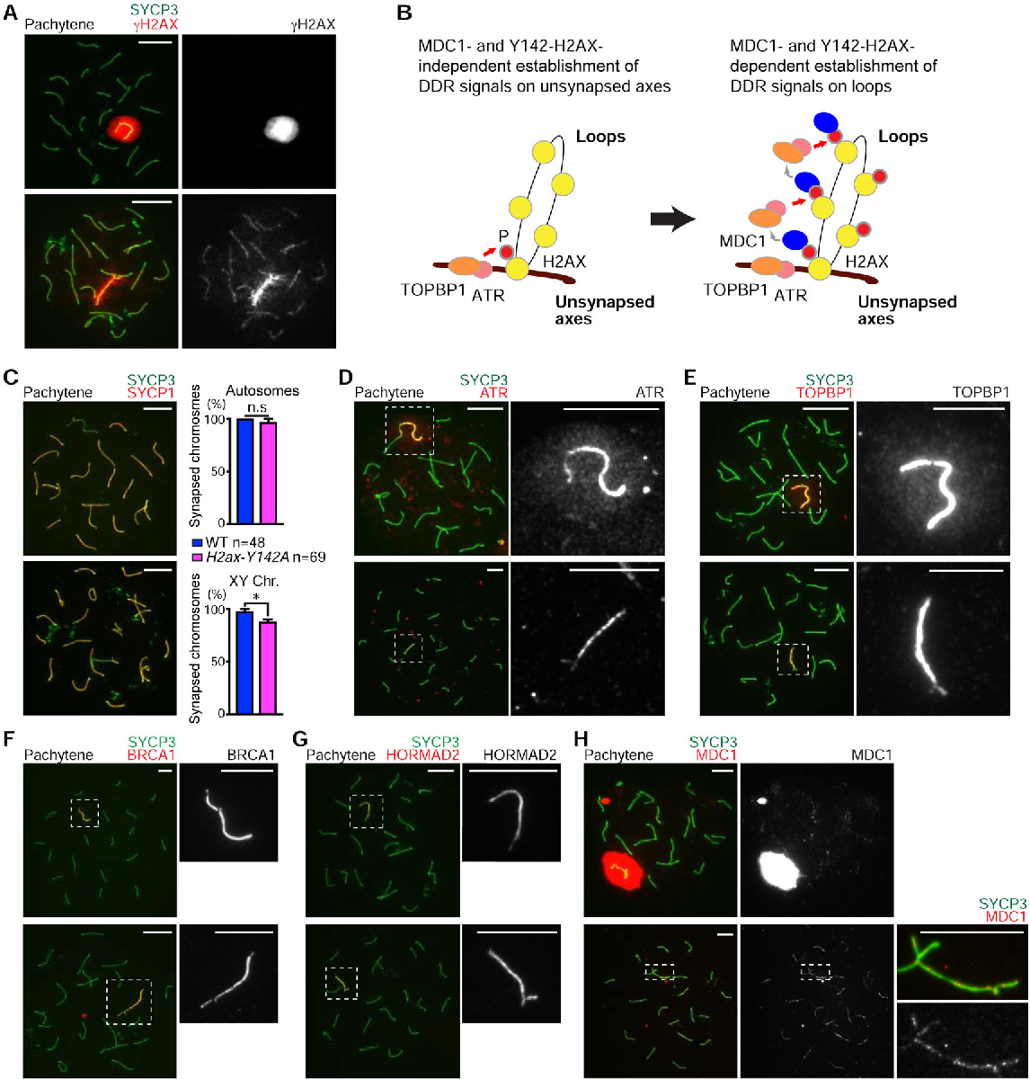 Figure 1 From The Initiation Of Meiotic Sex Chromosome Inactivation