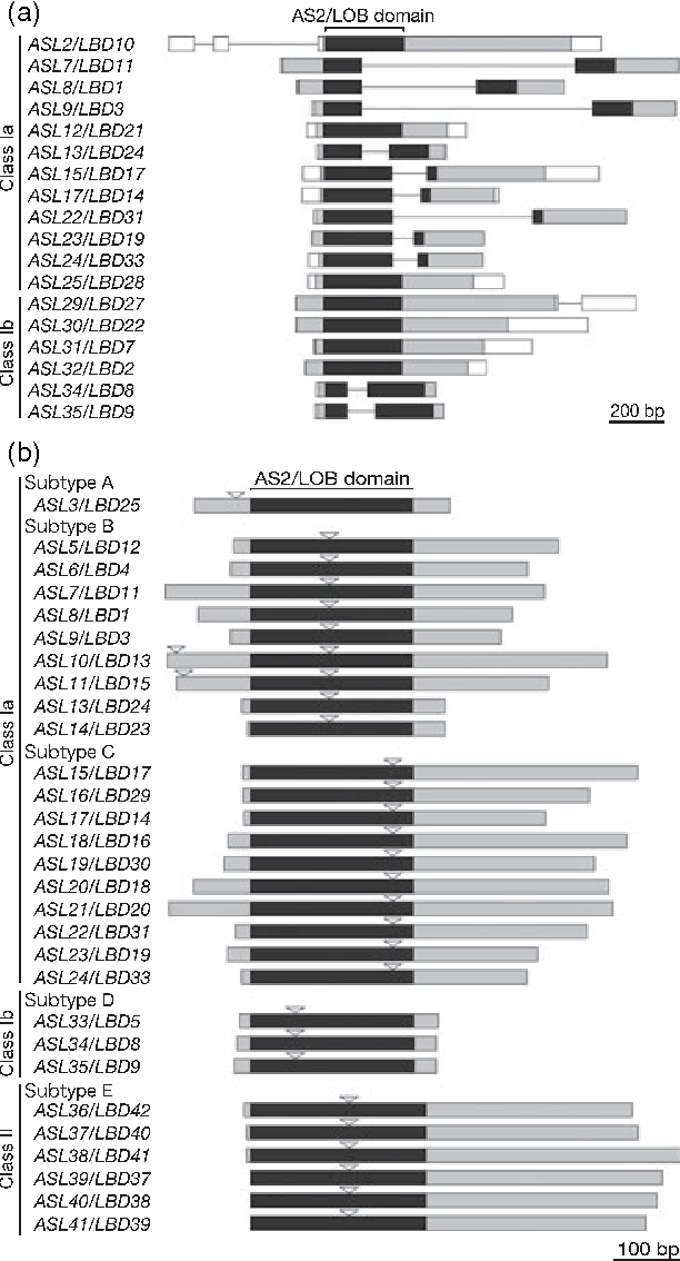 Characterization Of Genes In The Asymmetric Leaves2lateral Organ