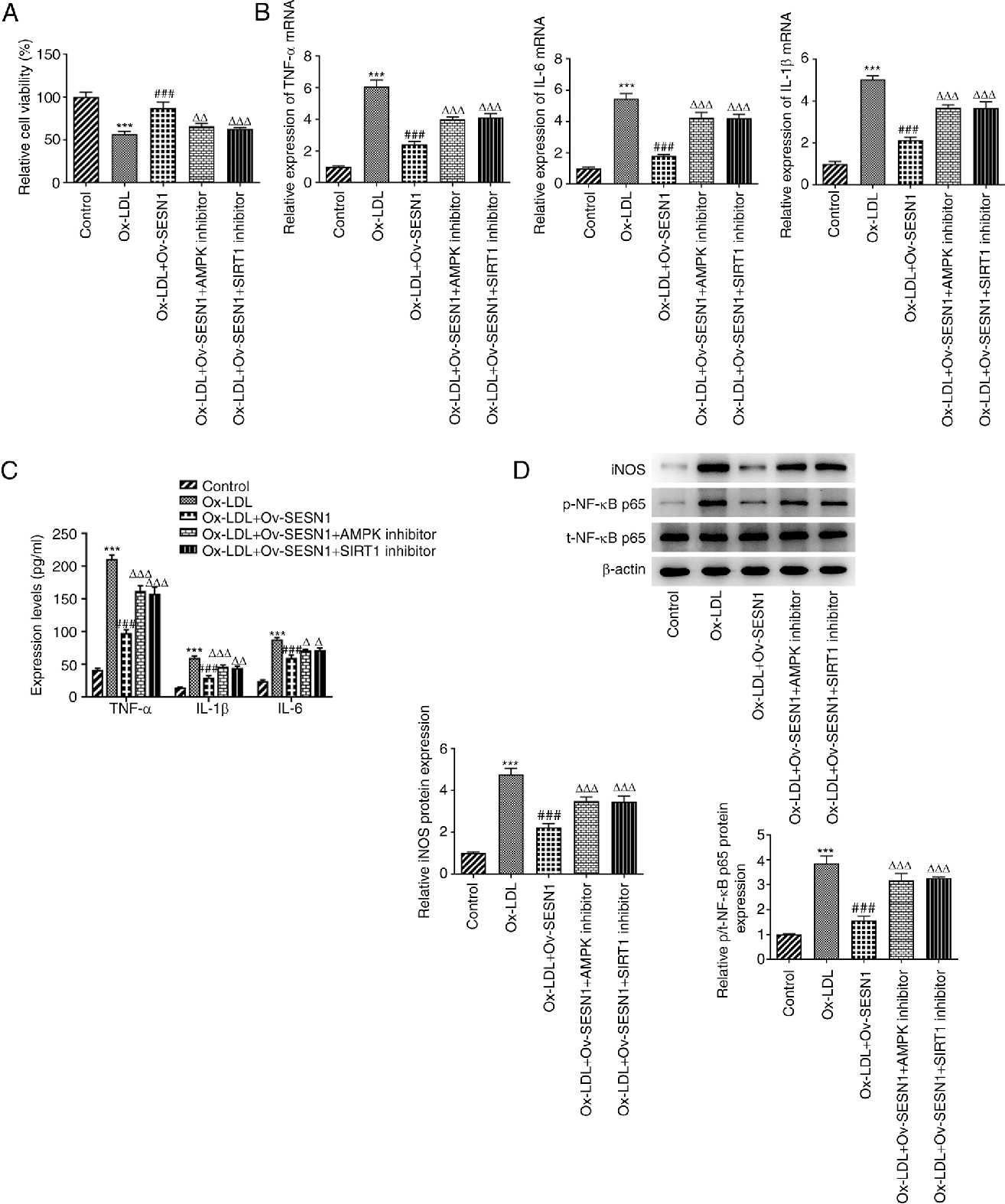 Pdf Sesn1 Attenuates The Ox Ldl Induced Inflammation Apoptosis And