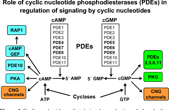 Figure 4 From Cyclic Nucleotide Phosphodiesterases Important Signaling