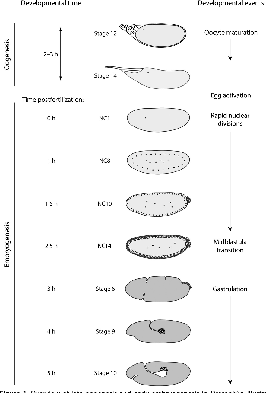 Figure 1 From Regulation And Function Of Maternal Gene Products During