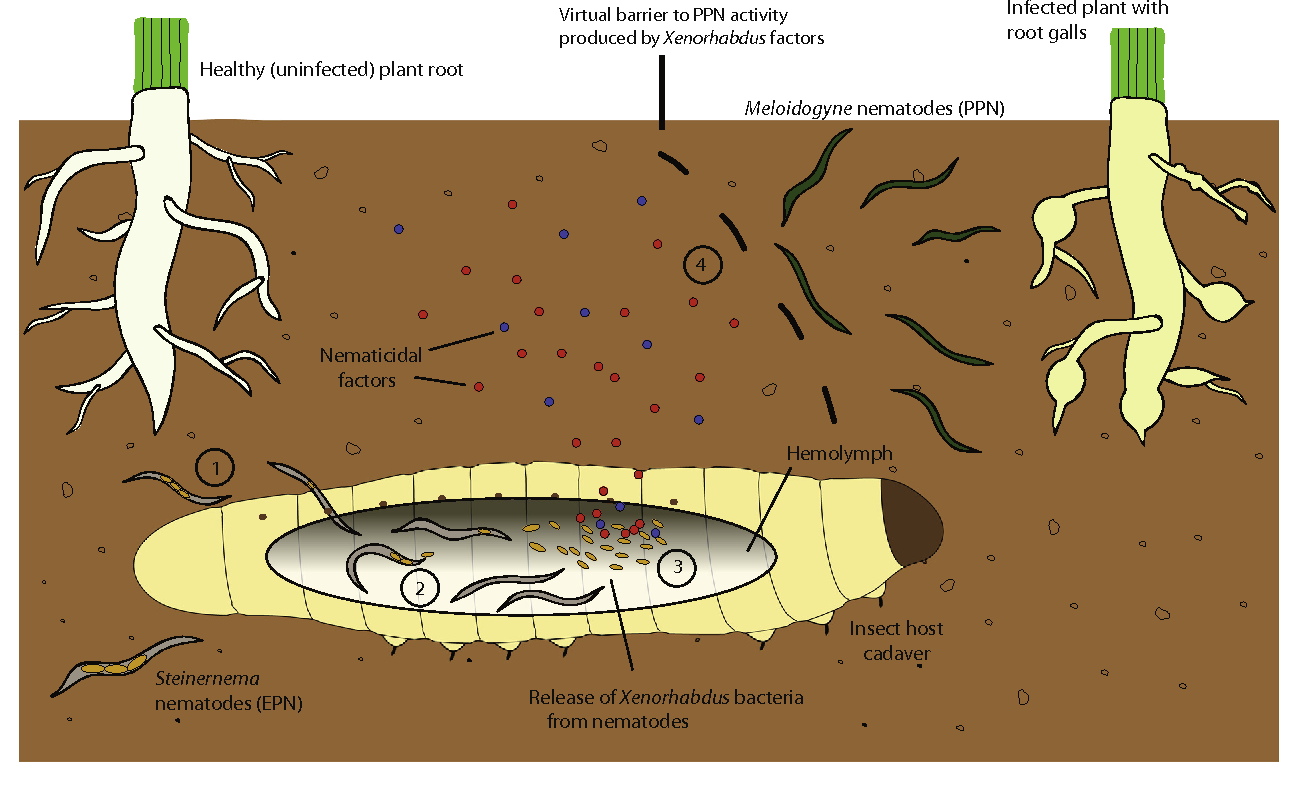 Parasitic Nematode Life Cycle