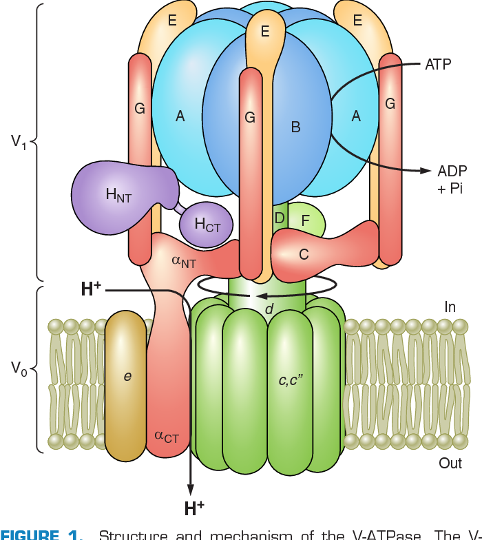 The Function Of V Atpases In Cancer Semantic Scholar