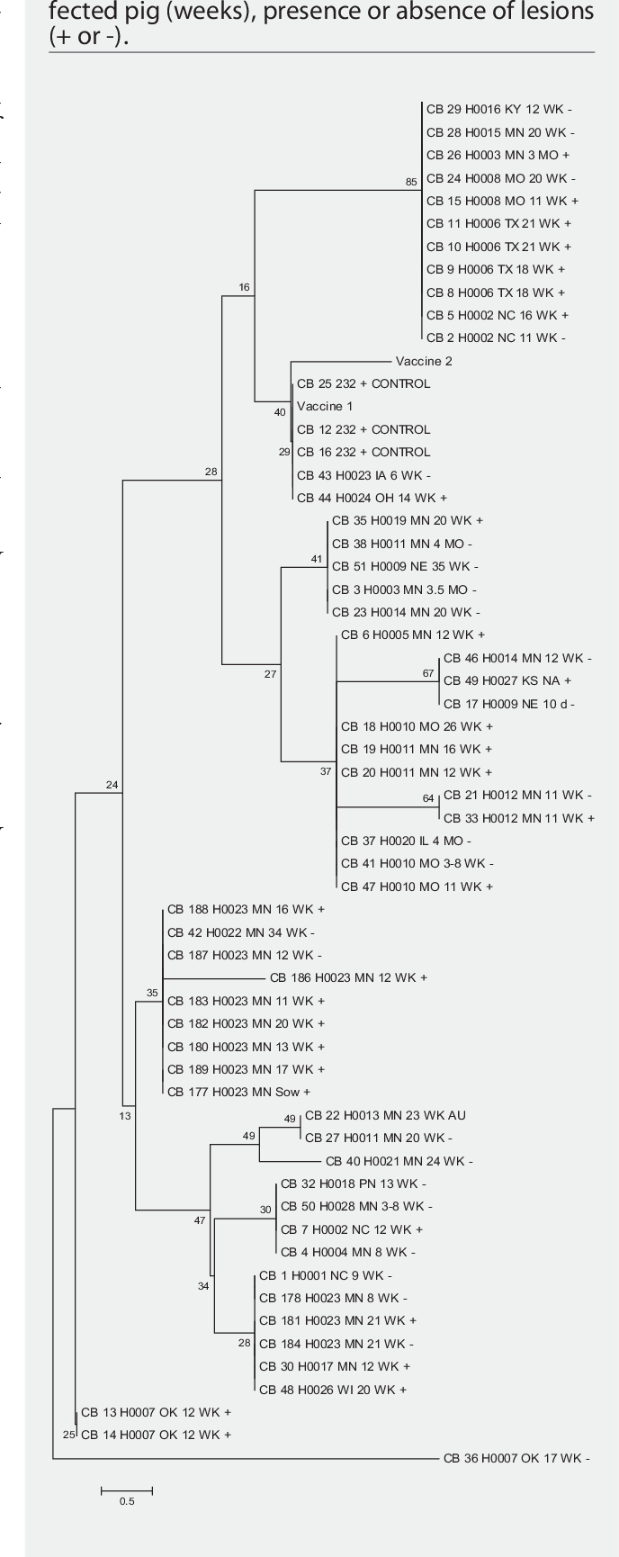 Mycoplasma Hyopneumoniae Strain Variation Being Observed In The Field