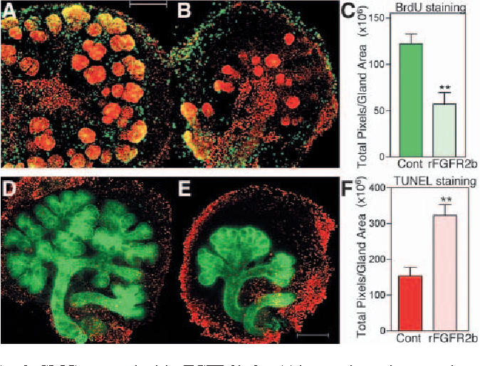 Epithelial Cell Proliferation Semantic Scholar