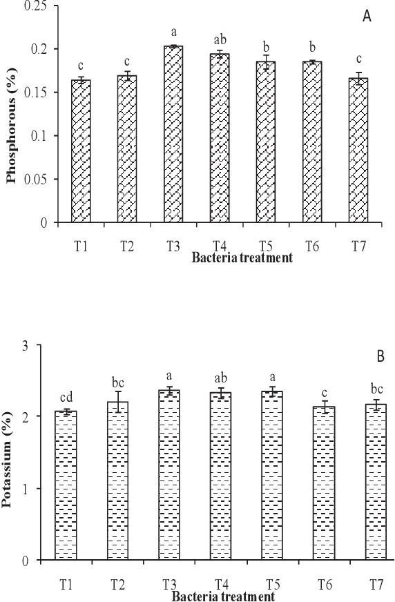 Pdf Efficiency Of Rhizobium Strains As Plant Growth Promoting