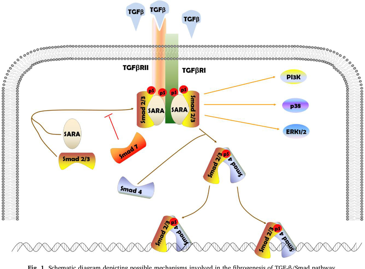 Figure 1 From New Insights Into Tgf βsmad Signaling In Tissue Fibrosis