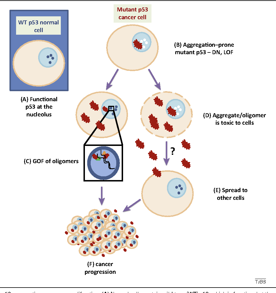 Figure 1 From Prion Like Aggregation Of Mutant P53 In Cancer