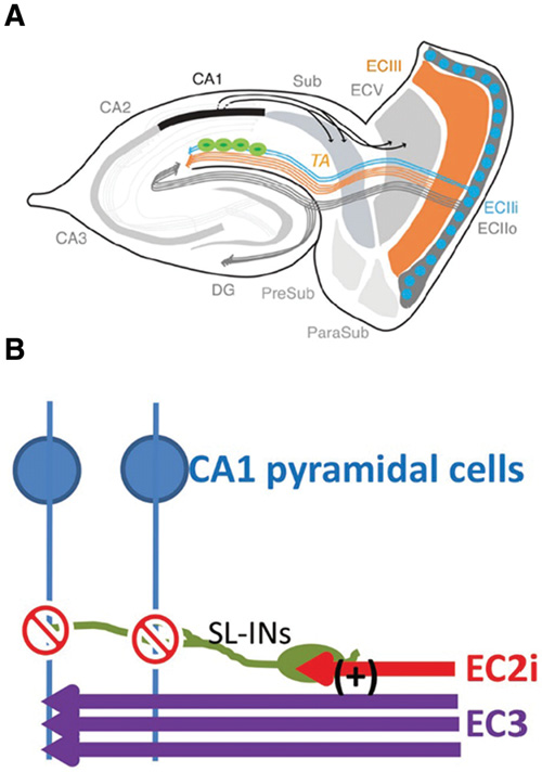 Figure 3 From Entorhinalhippocampal Neuronal Circuits Bridge