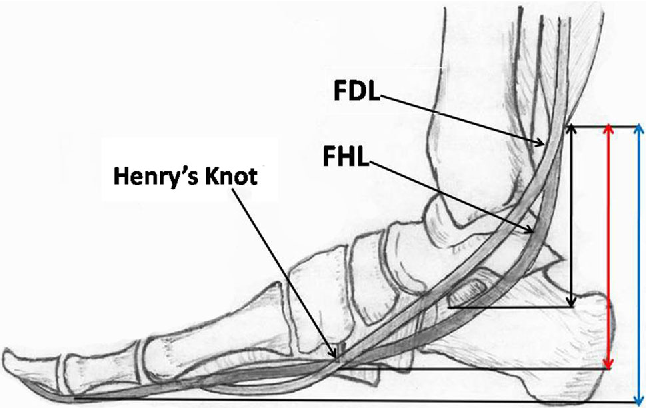 Anatomical Study For Flexor Hallucis Longus Tendon Transfer In