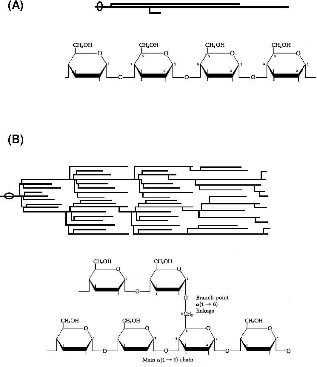 Role And Regulation Of Starch Phosphorylase And Starch Synthase Iv In