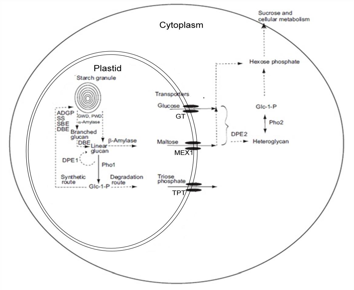 Role And Regulation Of Starch Phosphorylase And Starch Synthase Iv In