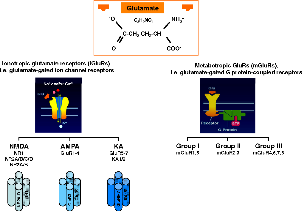 The Neurotransmitter Glutamate And Human T Cells Glutamate Receptors