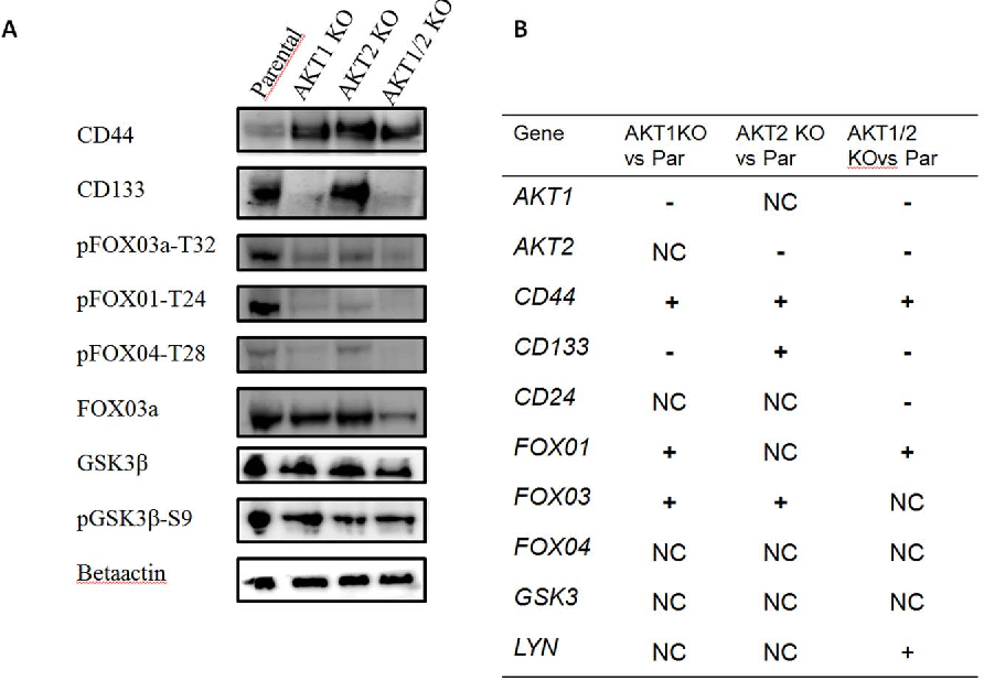 Pdf Evaluation Of Cancer Stem Cell Markers Cd133 Cd44 Cd24