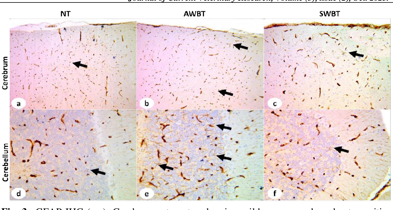 Table 1 From Whole Body Hyperthermia Induced Brain Injury In Rats