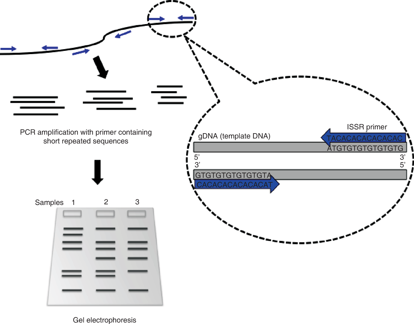 Figure 2 From Inter Simple Sequence Repeat Issr Markers Are We Doing