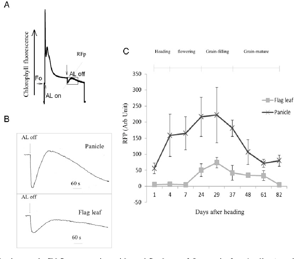 Figure 1 From An Active Supercomplex Of Nadph Dehydrogenase Mediated