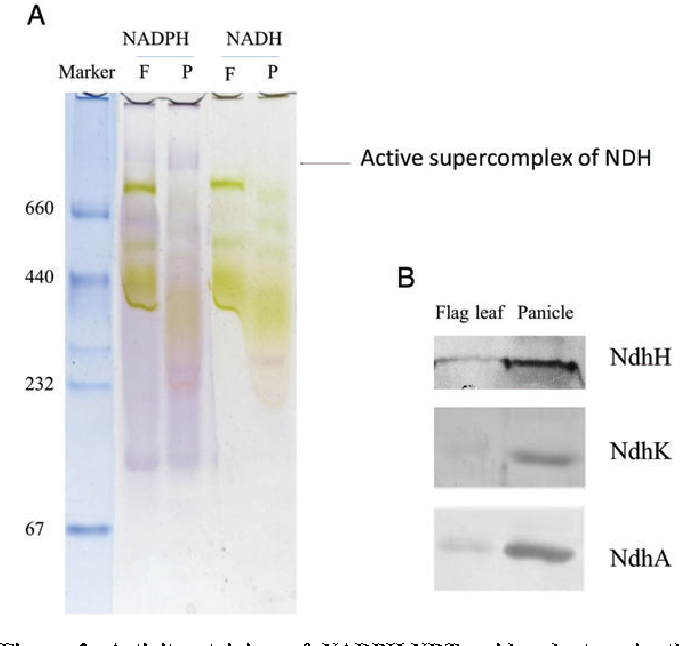 Figure 1 From An Active Supercomplex Of Nadph Dehydrogenase Mediated