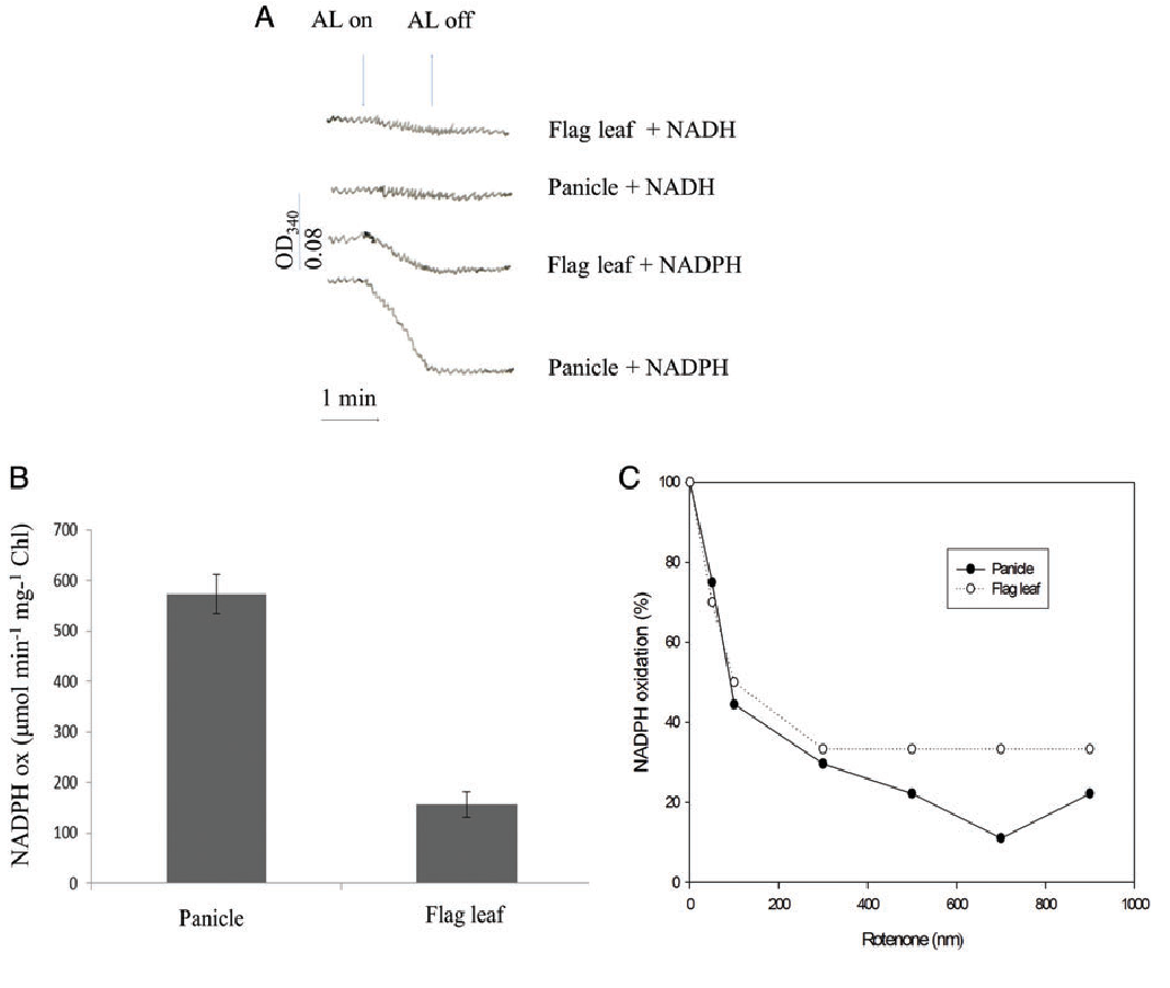 Figure 1 From An Active Supercomplex Of Nadph Dehydrogenase Mediated