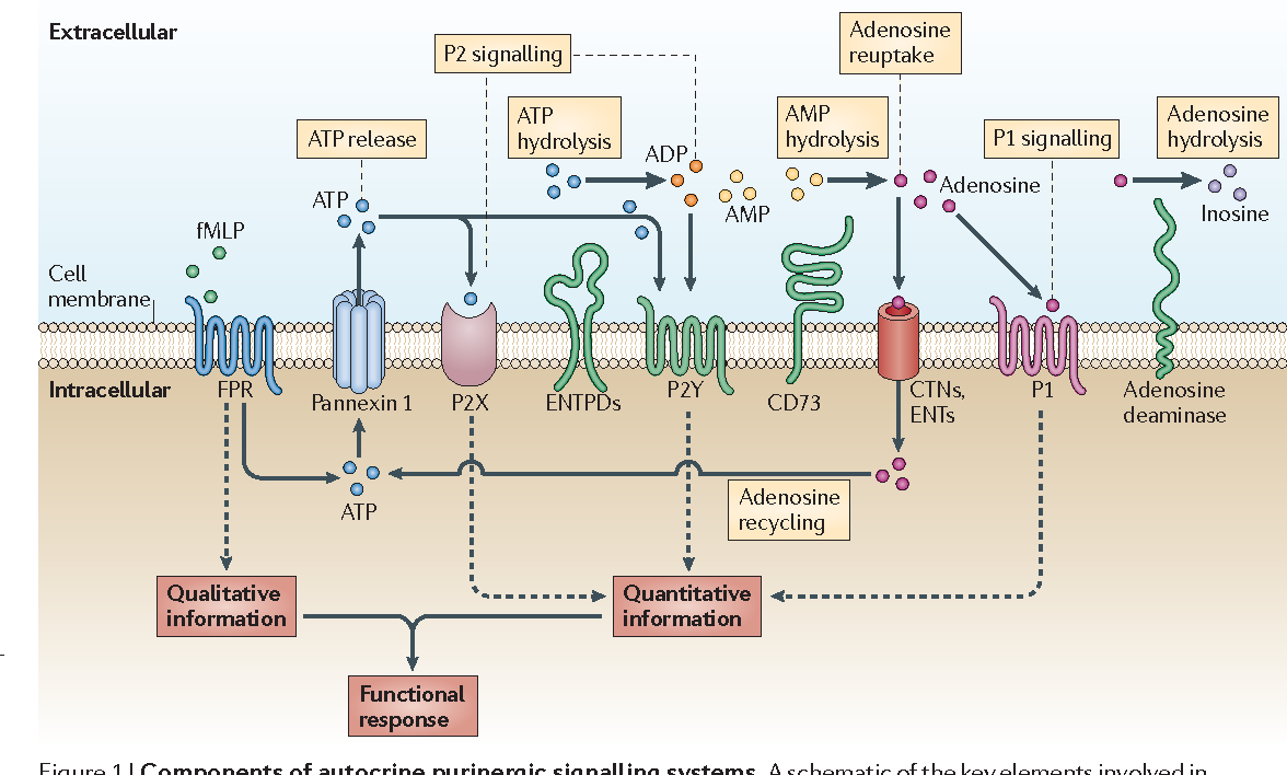 Immune Cell Regulation By Autocrine Purinergic Signalling Semantic