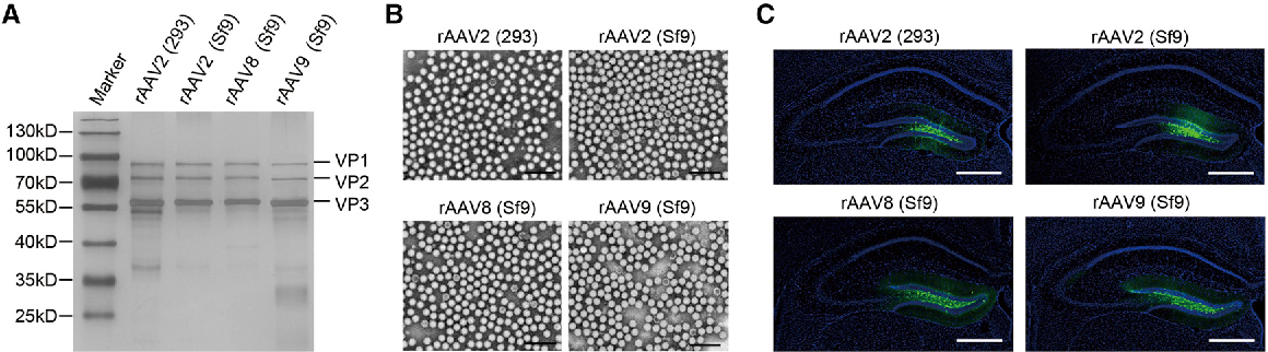 Figure 1 From A Recombinant Baculovirus Efficiently Generates