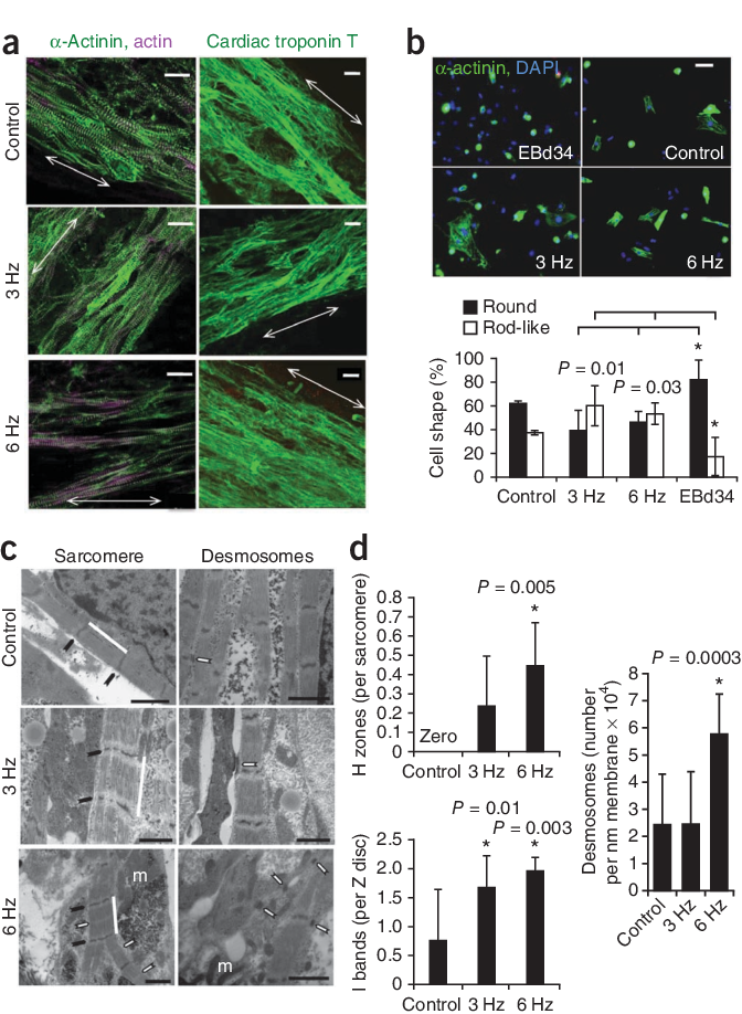 Figure 1 From Biowire Platform For Maturation Of Human Pluripotent Stem