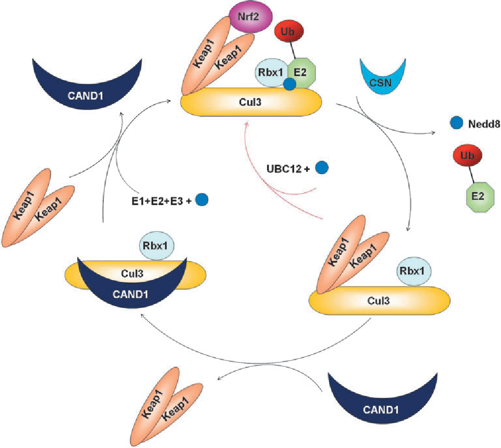 Figure 5 From Regulation Of The Nrf2 Keap1 Antioxidant Response By The