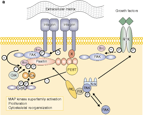 Paxillin And Focal Adhesion Signalling Semantic Scholar