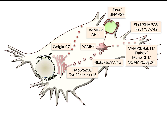 Phagocytic Cup Semantic Scholar