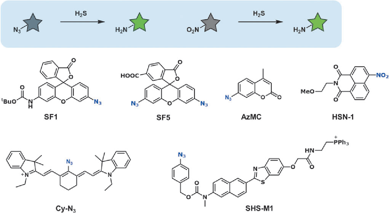 Figure 1 From Fluorescent Probes And Selective Inhibitors For
