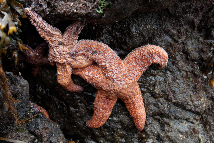 Scientists Zero In On Whats Causing Starfish Die Offs Pbs Newshour