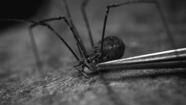Daddy Longlegs Risk Life And Especially Limb To Survive Pbs