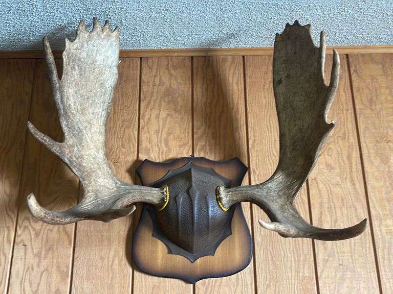 36” Moose Antlers Mounted On Plaque Sherwood Auctions