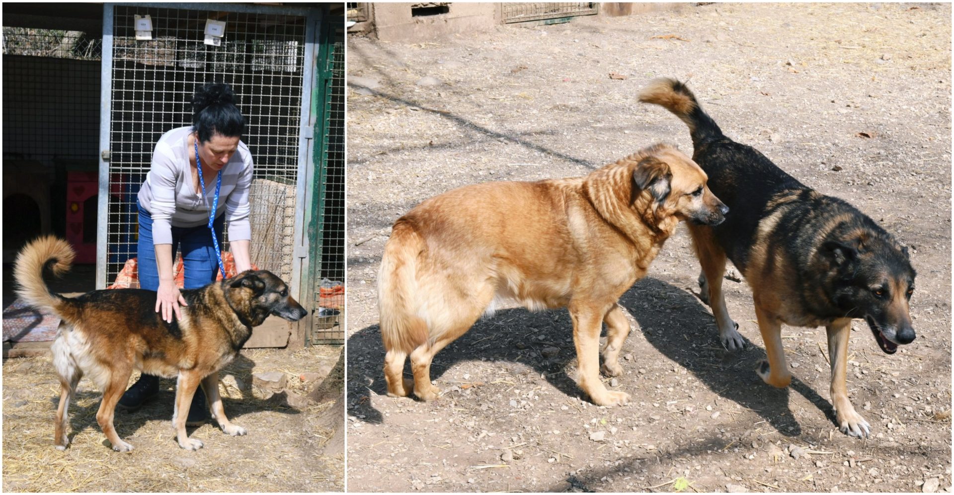 Svi Teško Podnose Pasje Vrućine Pa I Psi Iz Azila Za Pse Na Viškovu