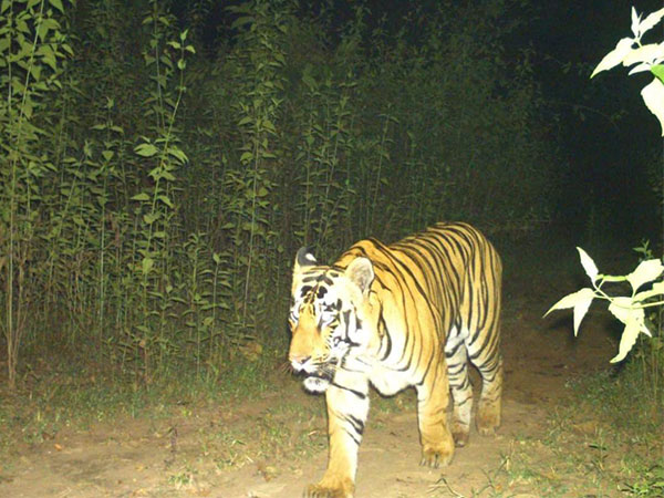 Tiger Spotted In Chhattisgarhs Udanti Sitanadi Tiger Reserve After 3 Years