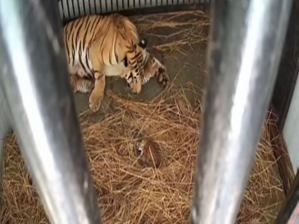 Wb Tigress Gives Birth To Three Cubs At Bengal Safari Park