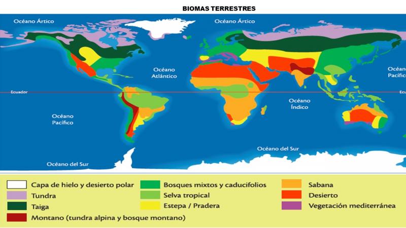 Tono Convencional Mayoria Mapamundi De Los Biomas Del Mundo Permiso