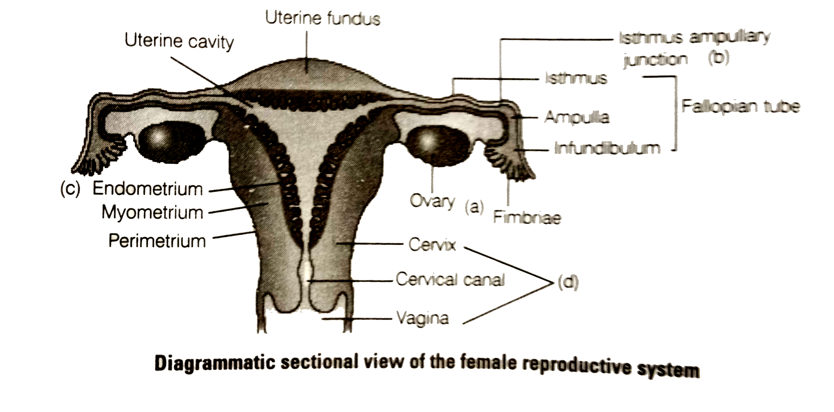 Female External Anatomy Diagram